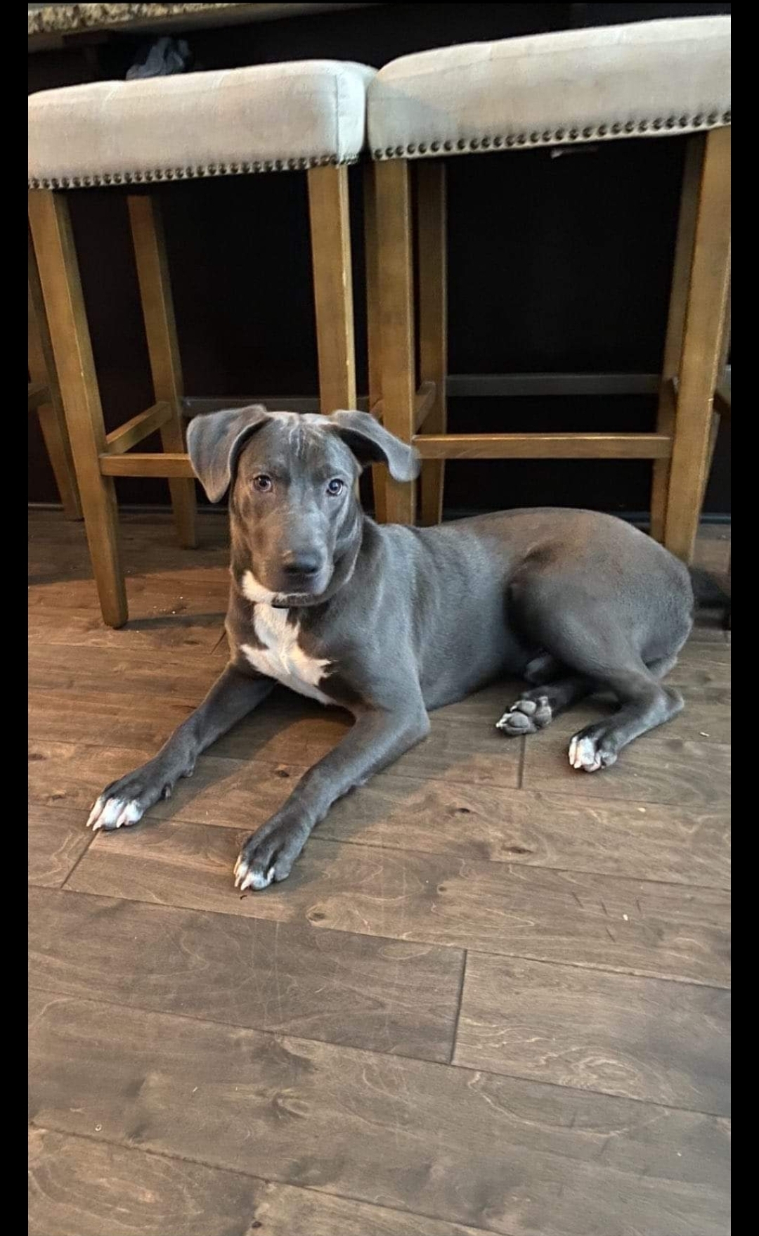 Pets @ humanesocietyhoco.org