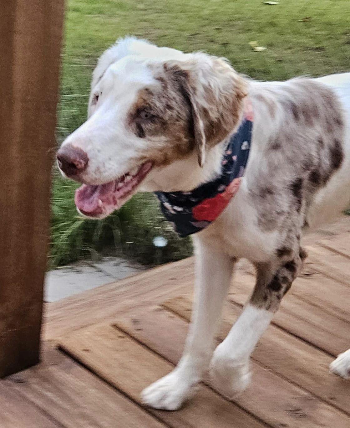 Pets @ humanesocietyhoco.org